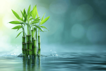 5 plantes qui poussent dans l'eau | Le Jardin de ma mère